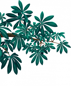 Xibal Ak'bal - Xibal Gin