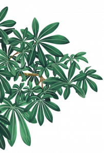 Xibal Ak'bal - Xibal Gin