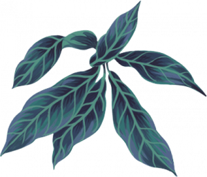 Xibal Ak'bal - Xibal Gin