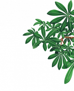 Xibal Ak'bal - Xibal Gin