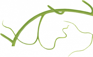 Xibal Ak'bal - Xibal Gin