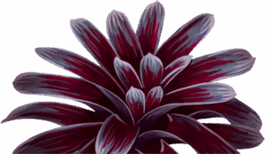 Xibal Ak'bal - Xibal Gin